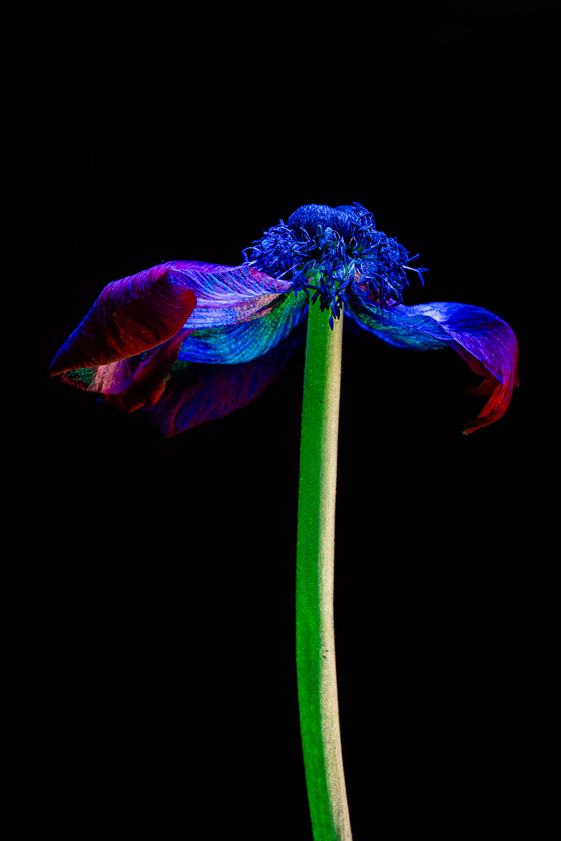 Adagio (Winter 2024) - hydar dewachi | hydar dewachi